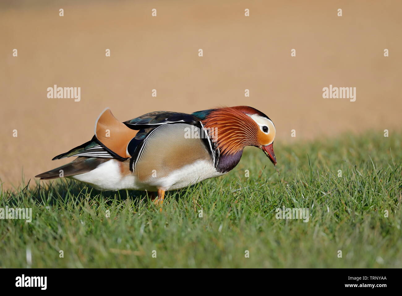 The mandarin duck is a perching duck species native to East Asia. It is ...