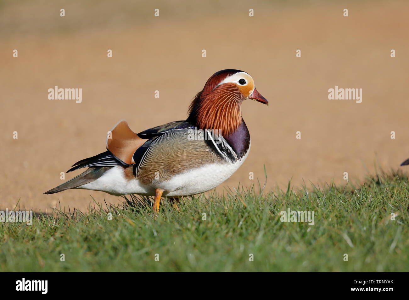 The mandarin duck is a perching duck species native to East Asia. It is ...