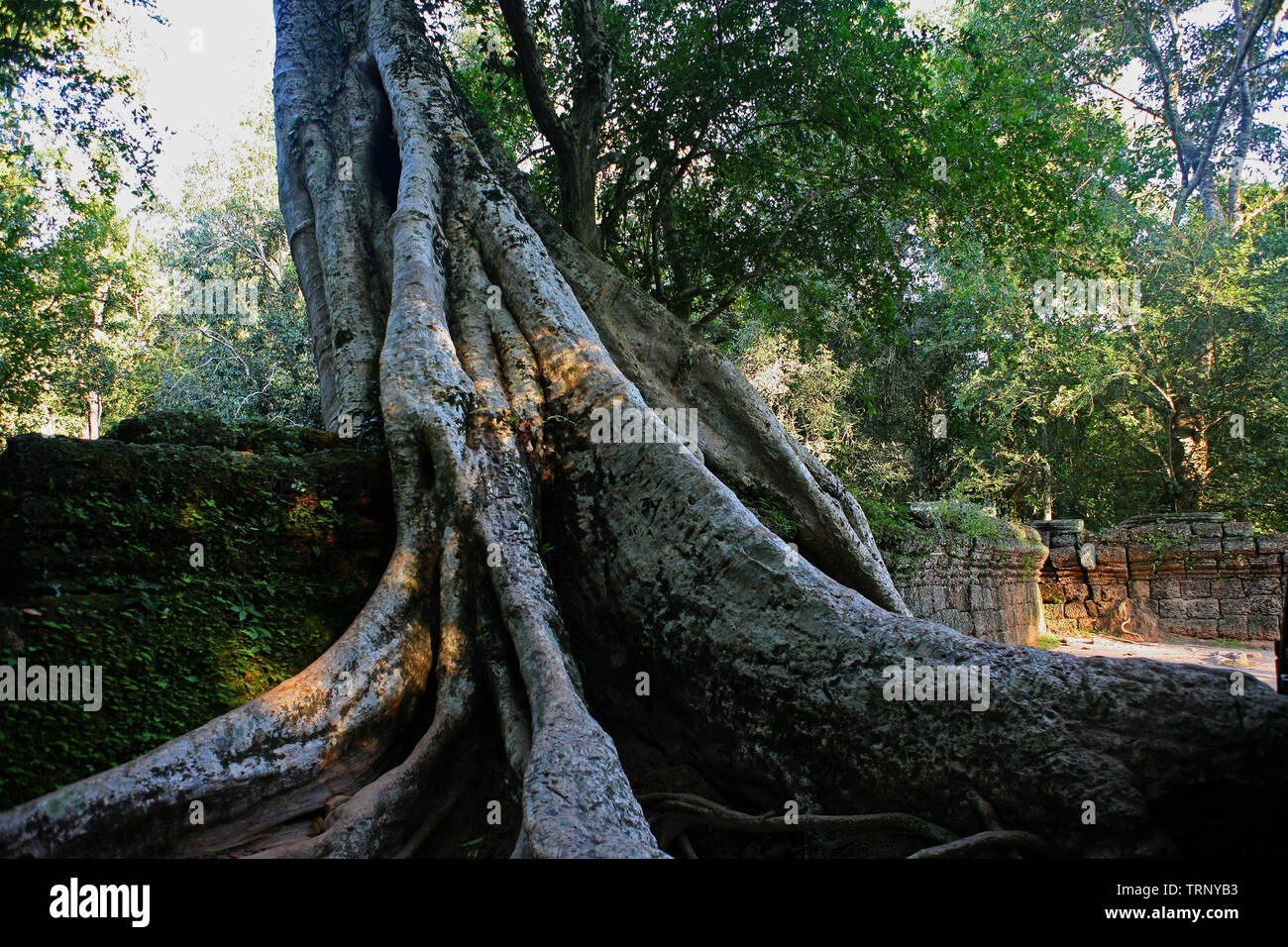 Huge tree (tetrameles nudiflora) growing over a wall in the fourth ...