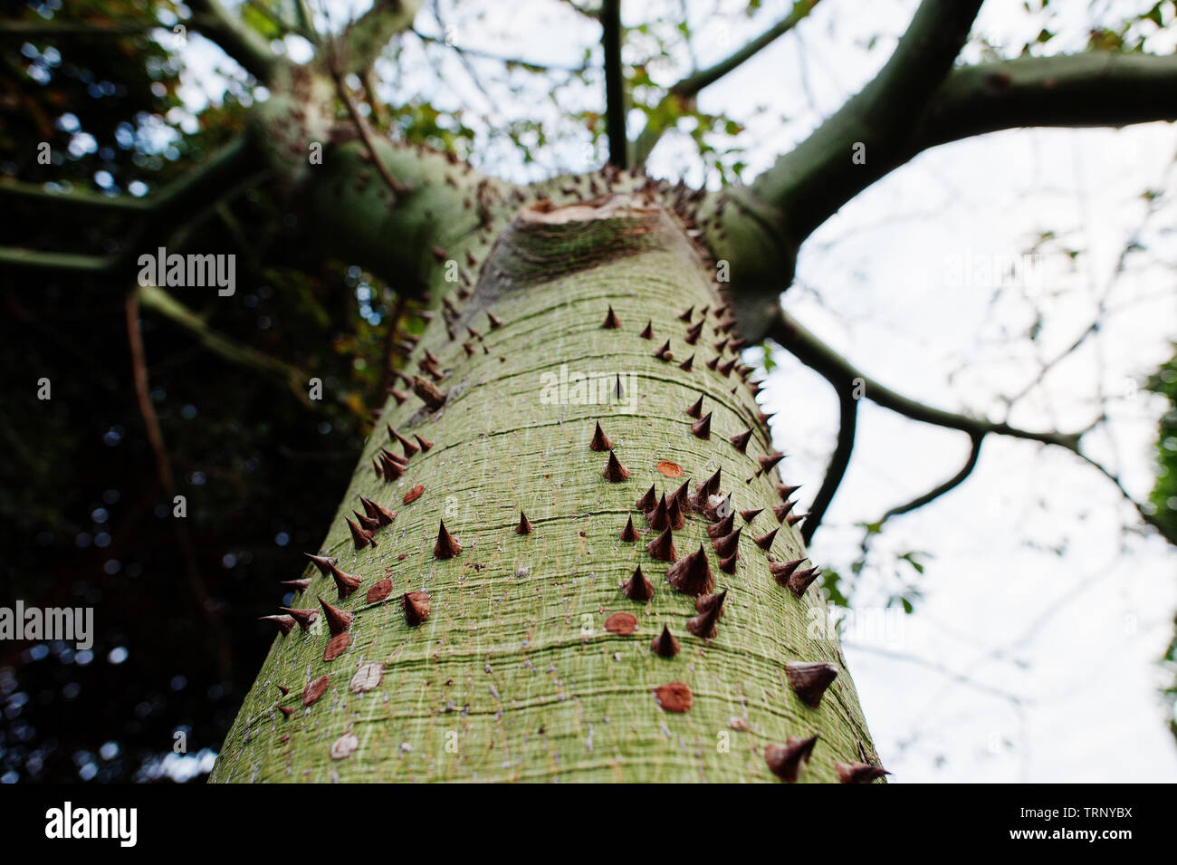 Close up of thorn tree with thorny trunk Stock Photo - Alamy