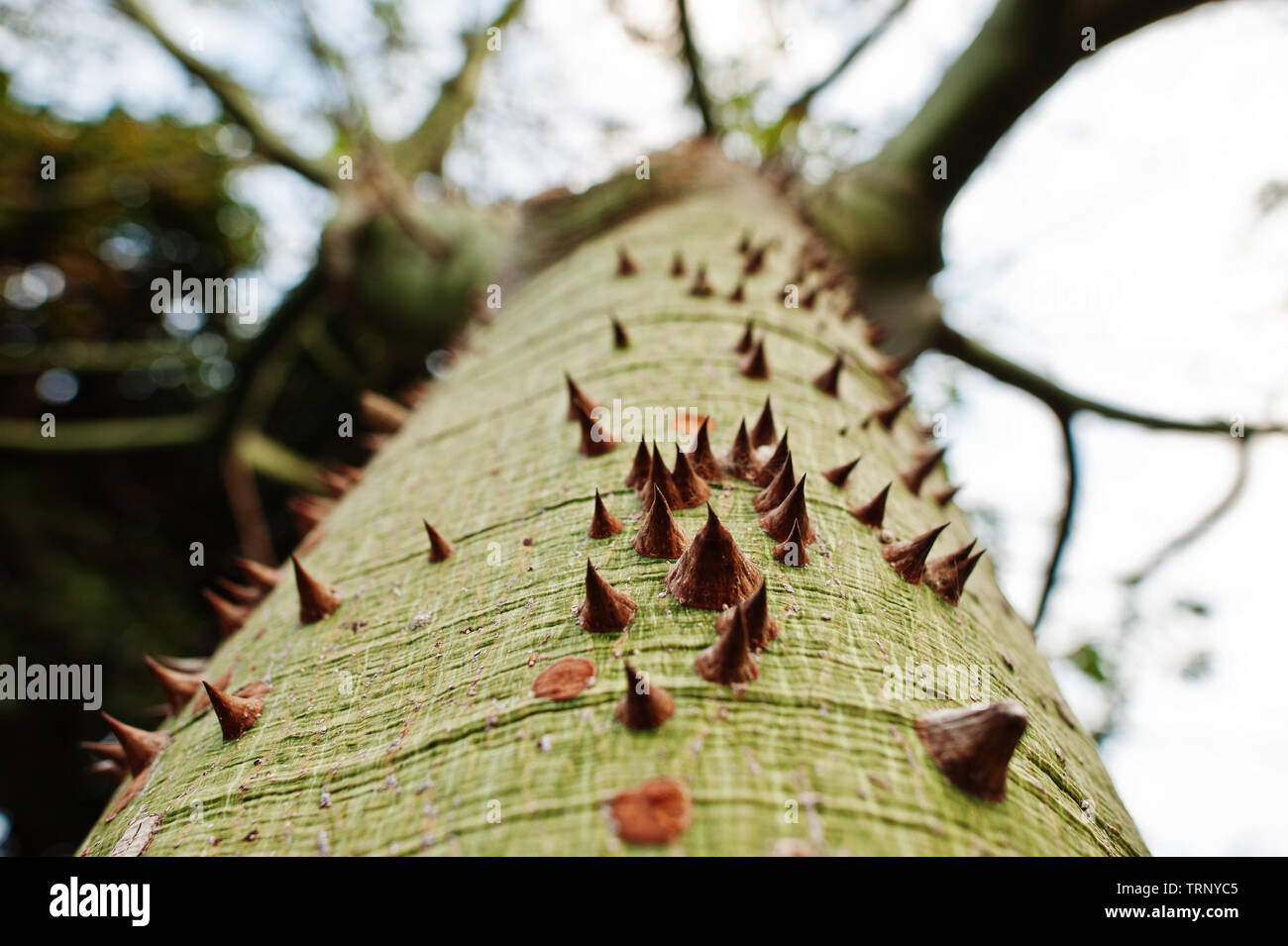 Close up of thorn tree with thorny trunk Stock Photo - Alamy