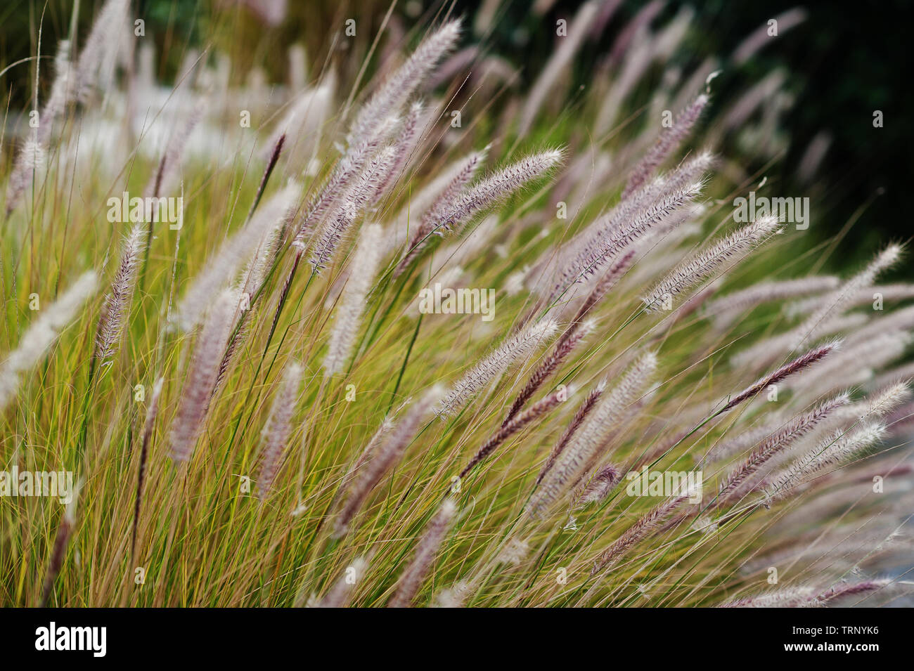 Fluffy reeds sway autumn wind hi-res stock photography and images - Alamy