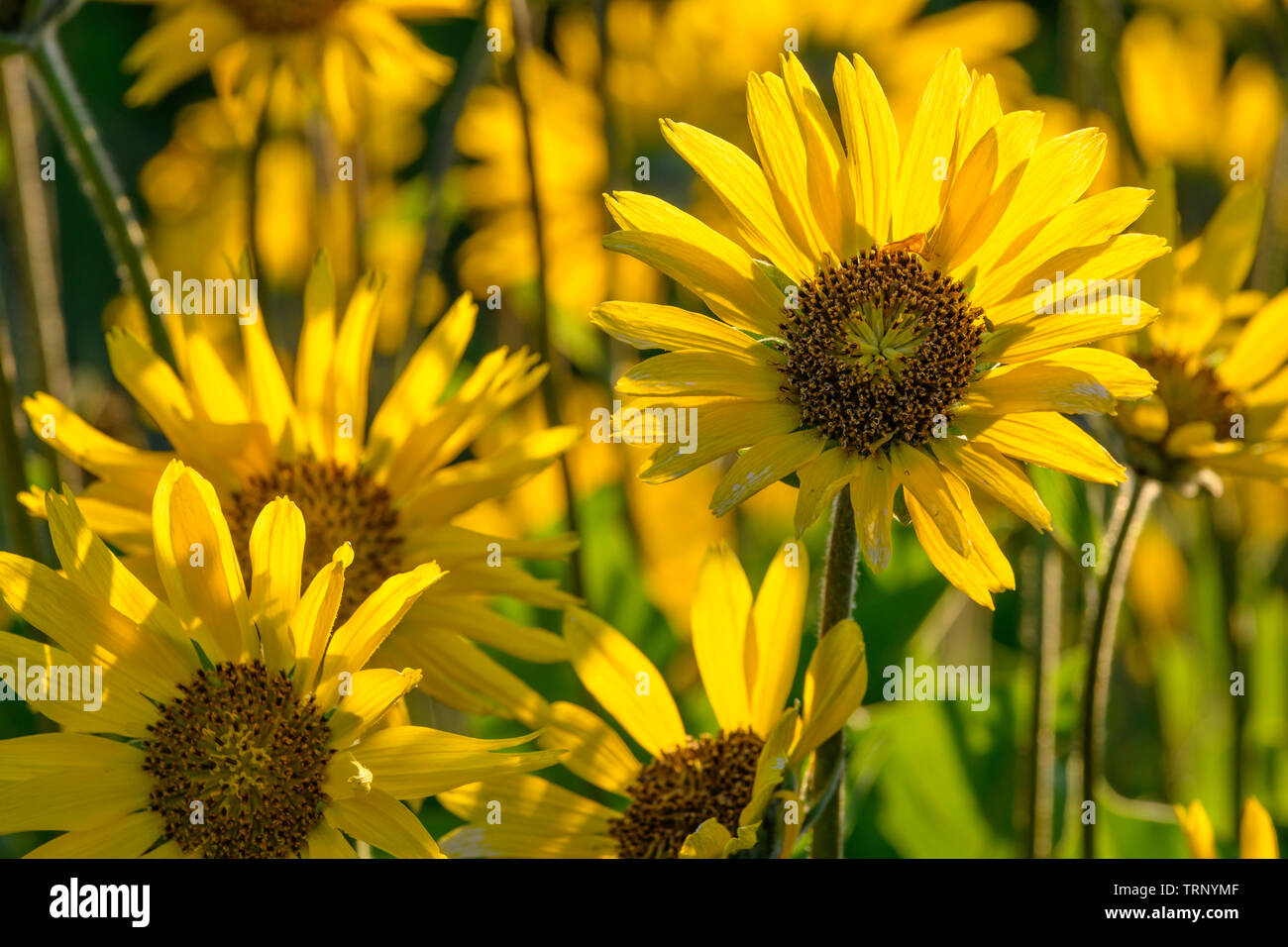 Mosier plateau hi-res stock photography and images - Alamy