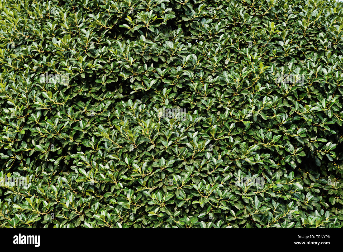 Greenery background at tropical park resort in Turkey Stock Photo - Alamy