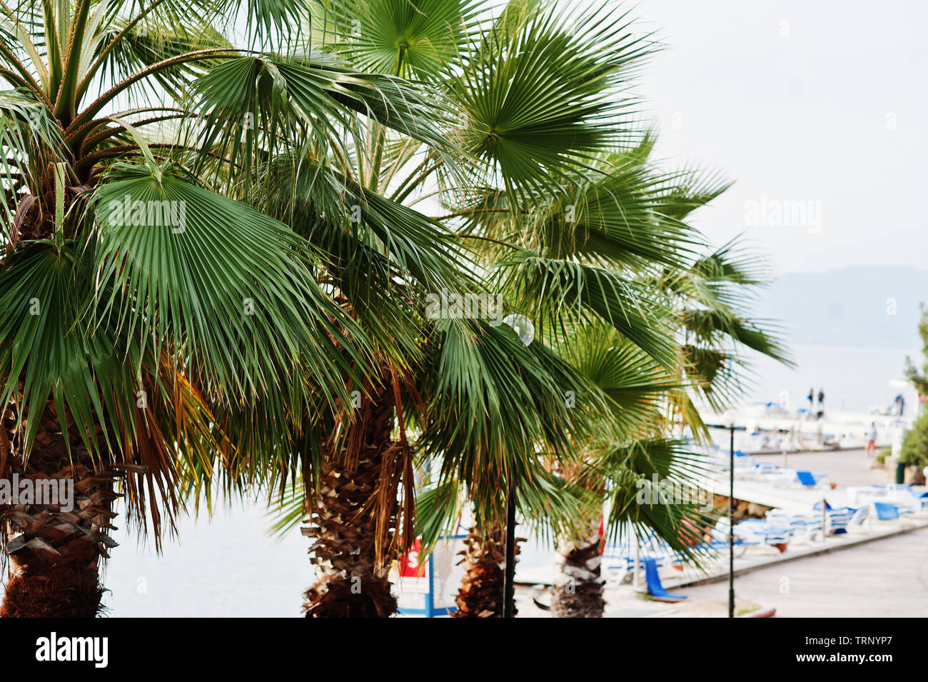 Palm trees with ripe dates at Bodrum, Turkey Stock Photo - Alamy
