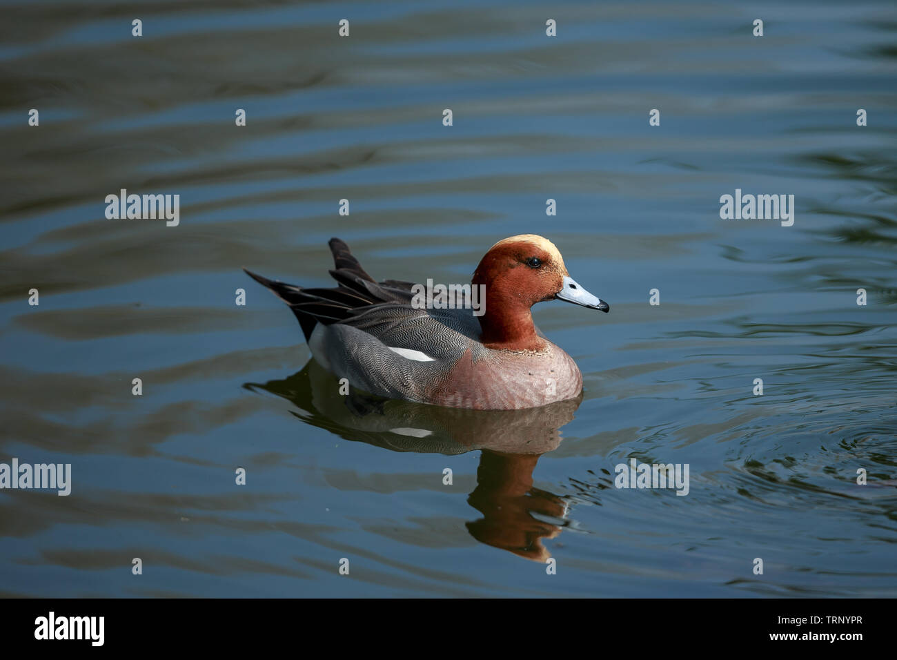 Asian duck species hi-res stock photography and images - Alamy