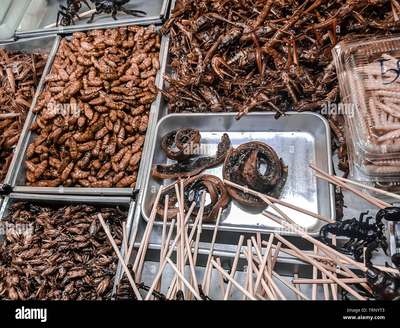 Scorpions thailand hi-res stock photography and images - Alamy