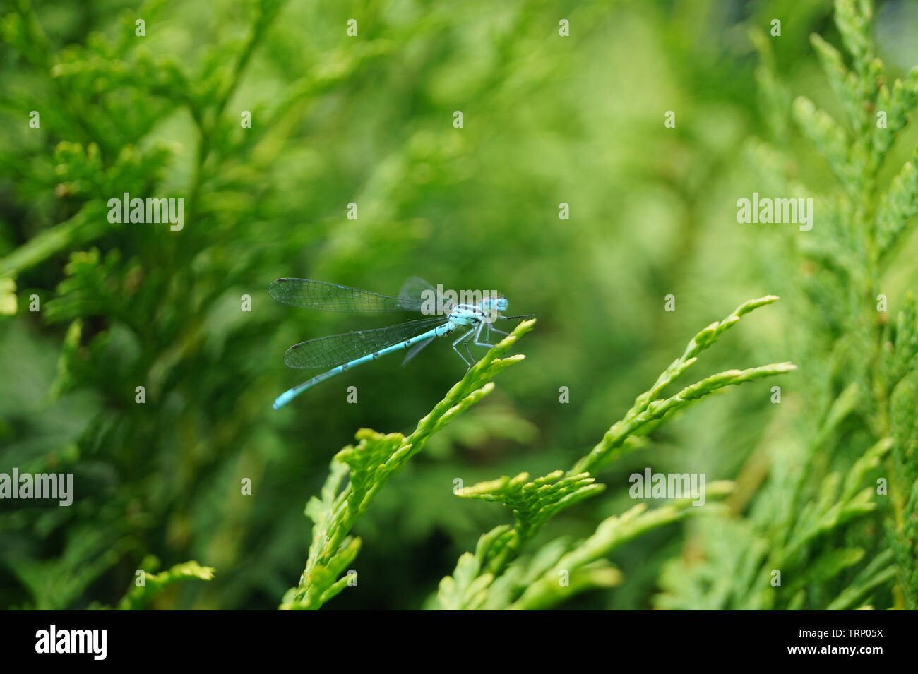 Dragonfly Aeshna Cyanea Stock Photo - Alamy