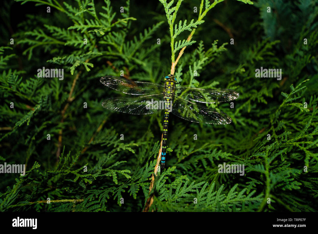 Dragonfly Aeshna Cyanea Stock Photo - Alamy