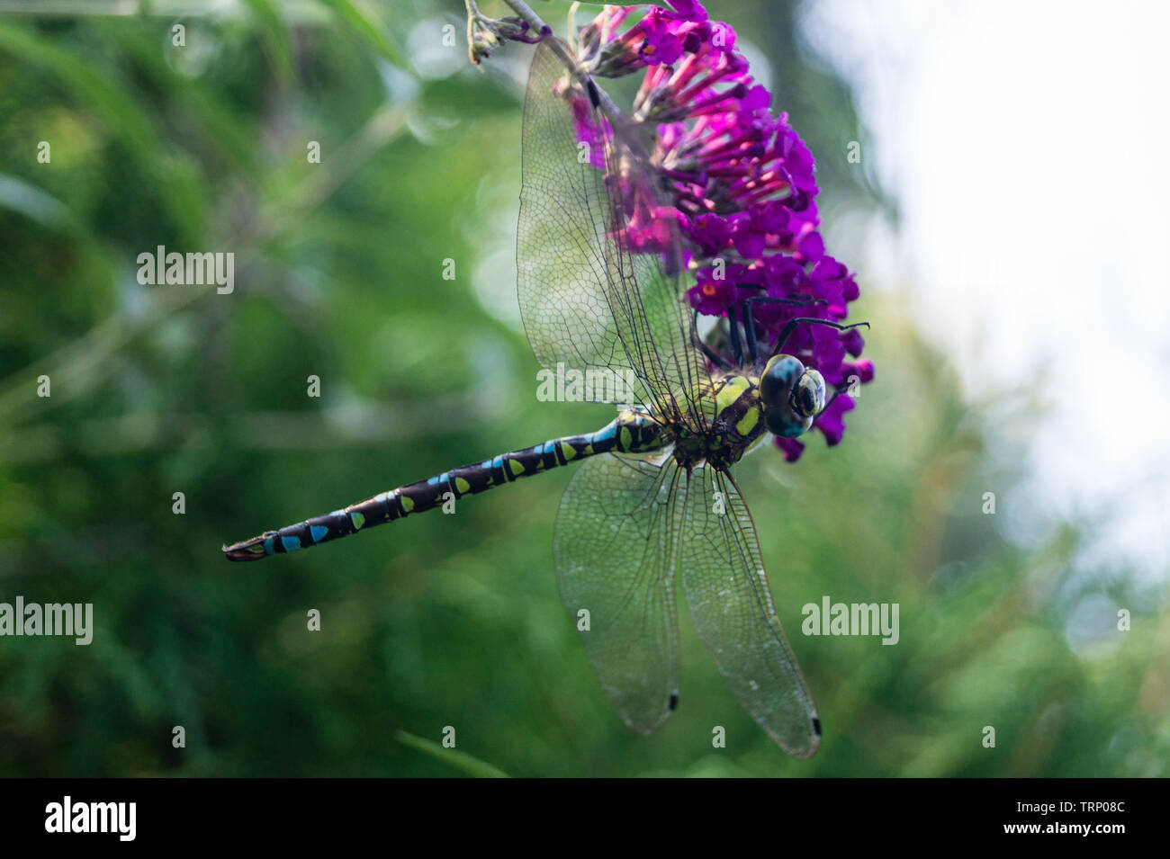Dragonfly Aeshna Cyanea Stock Photo - Alamy