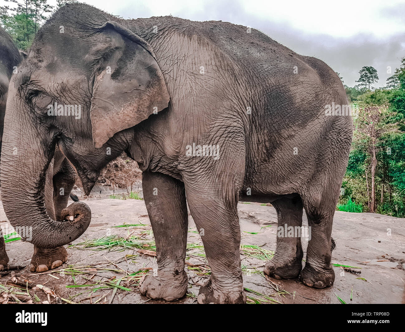 Thailand Elephant Photography