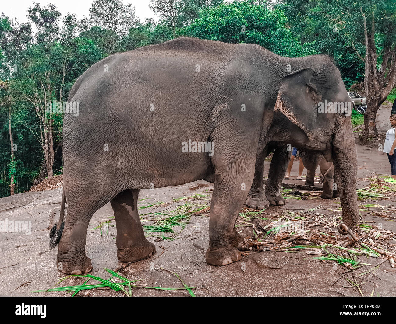 Elephants eating farm hi-res stock photography and images - Alamy