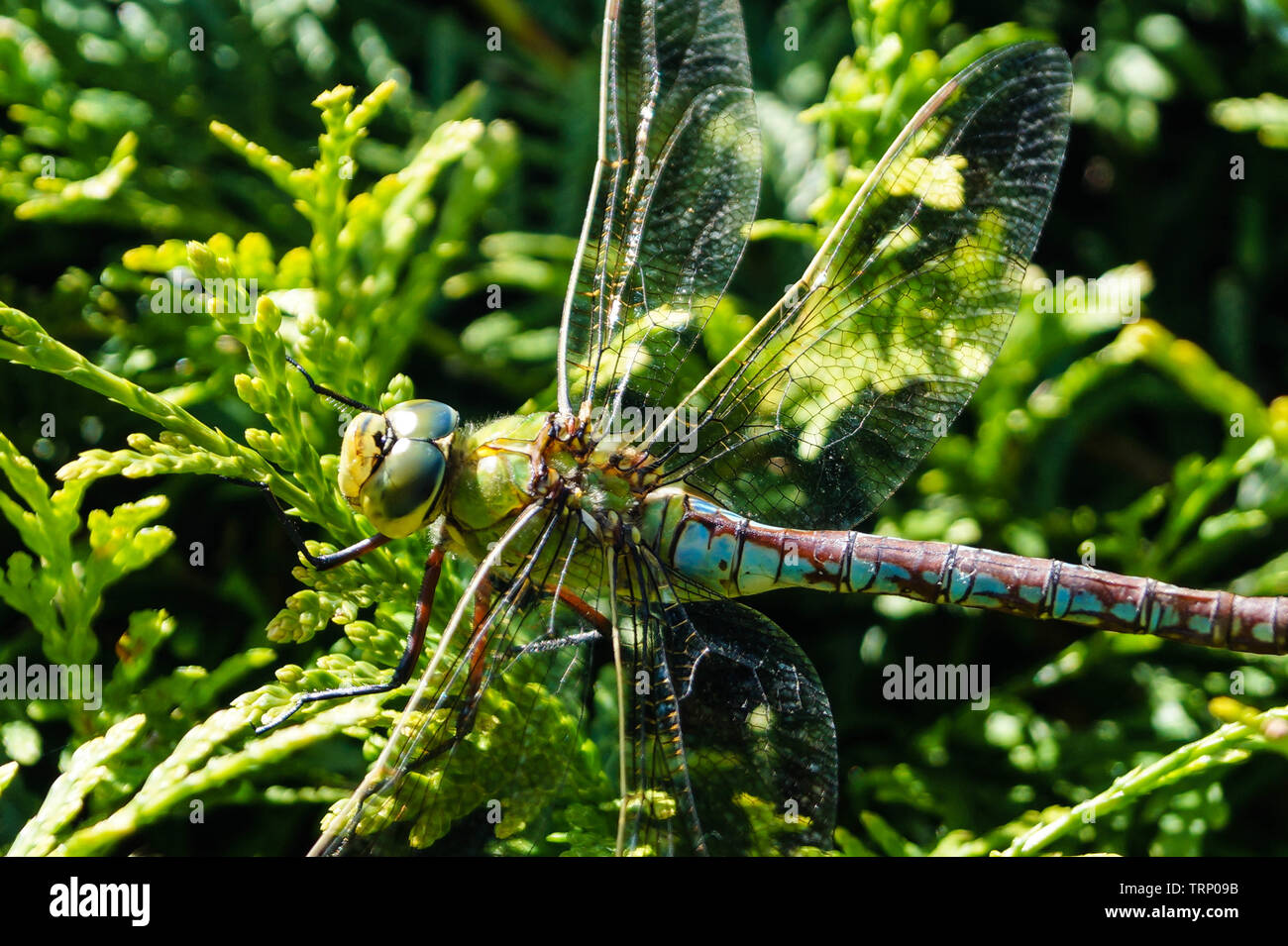Dragonfly Aeshna Cyanea Stock Photo - Alamy