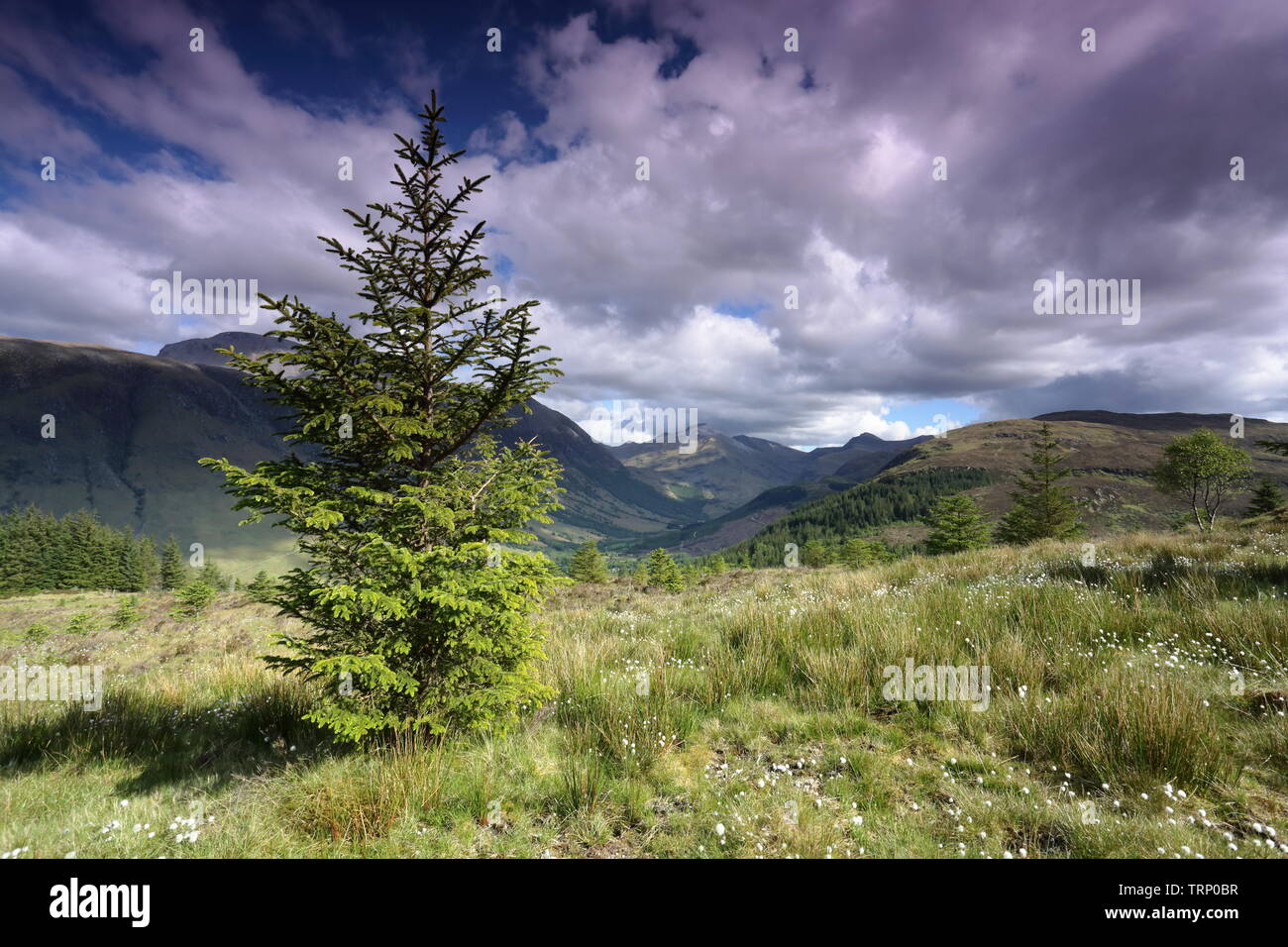 a view of the scottish highlands Stock Photo - Alamy
