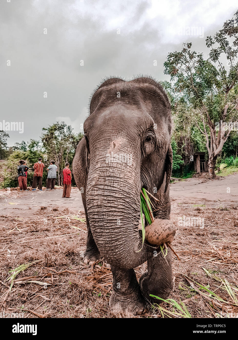 Elephants eating farm hi-res stock photography and images - Alamy