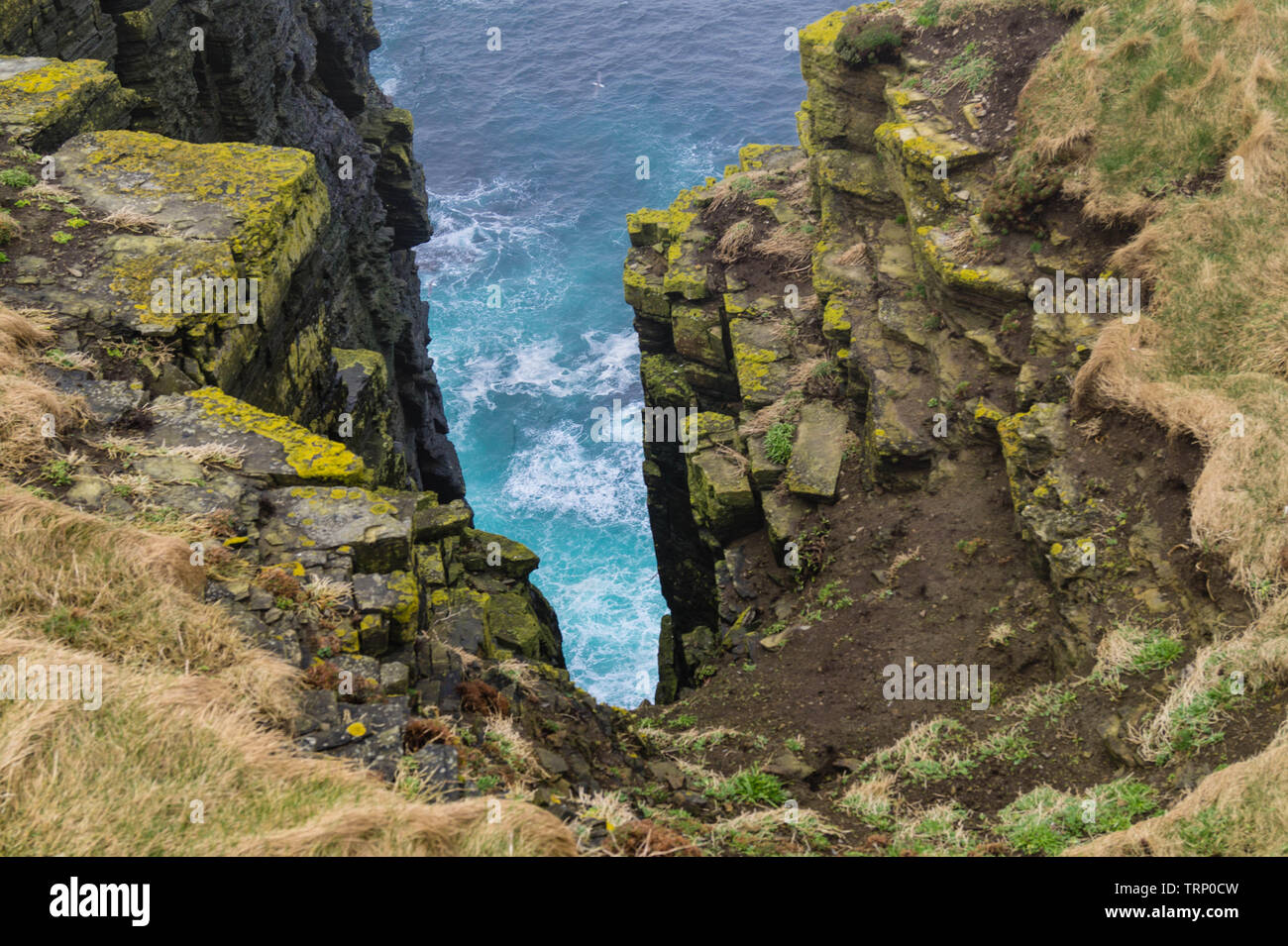 Marwick head nature reserve hi-res stock photography and images - Alamy