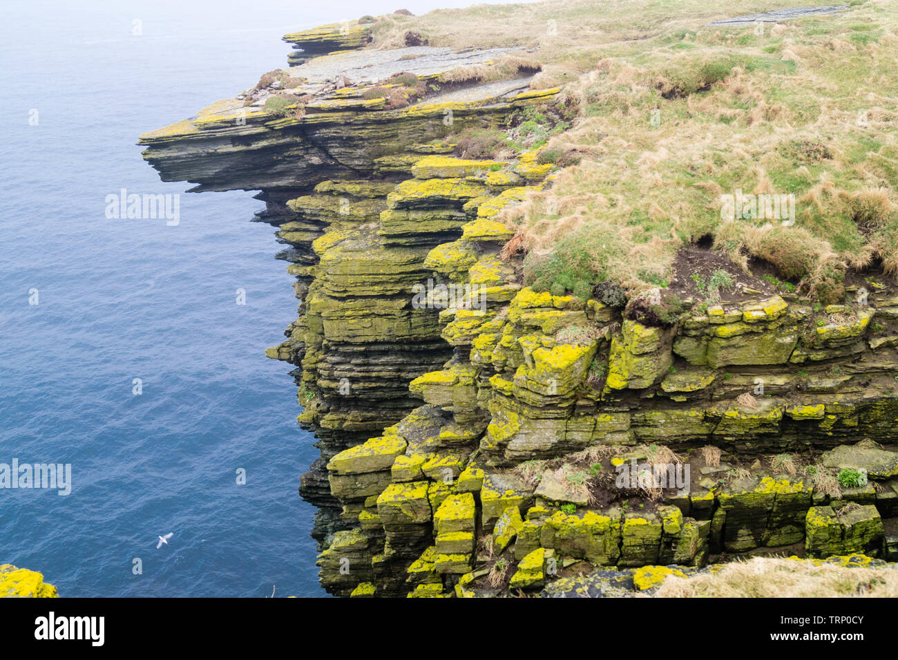 Marwick head nature reserve hi-res stock photography and images - Alamy