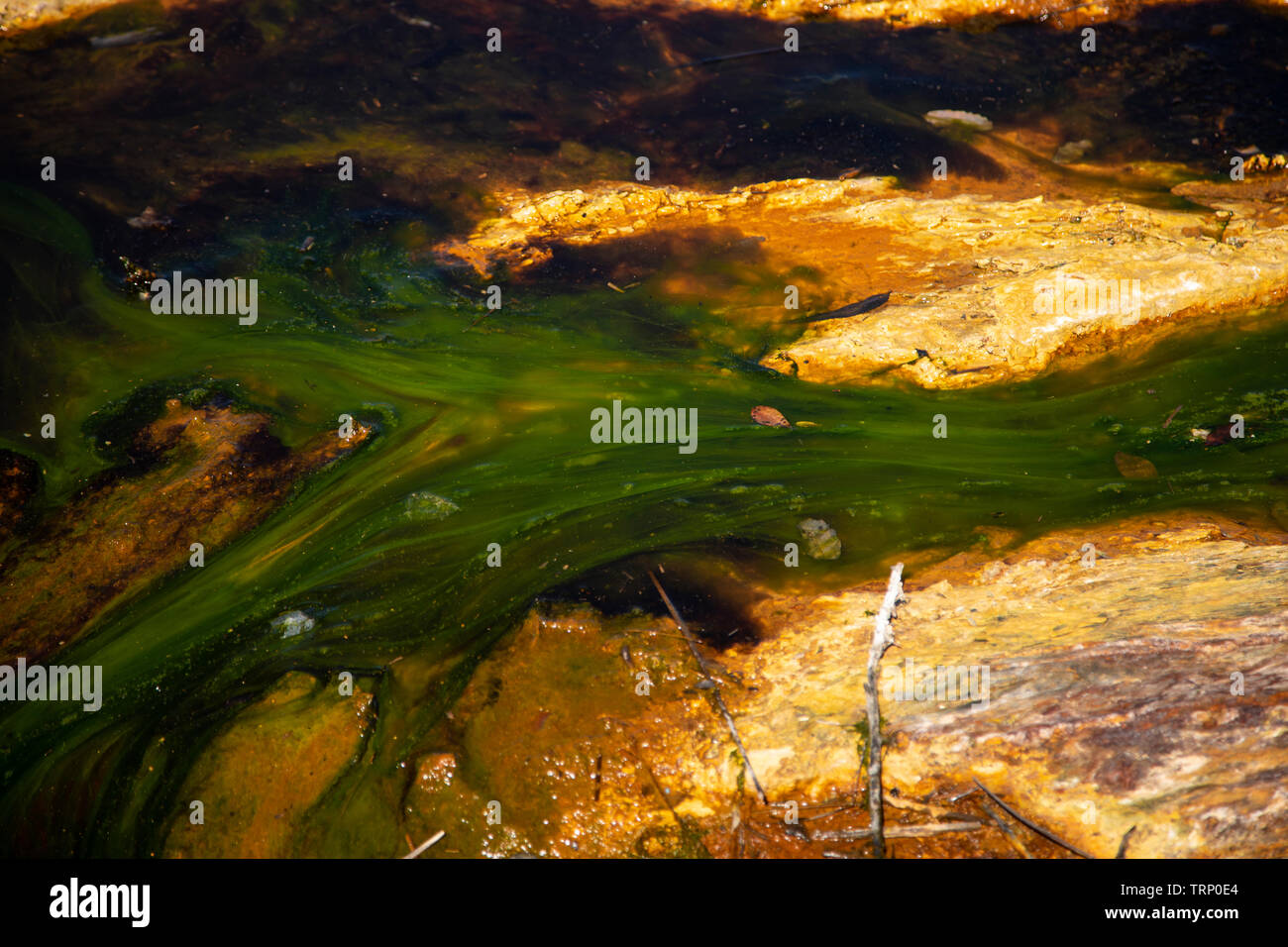 Algae flowing along a river in Rio Tinto, Huelva Stock Photo - Alamy