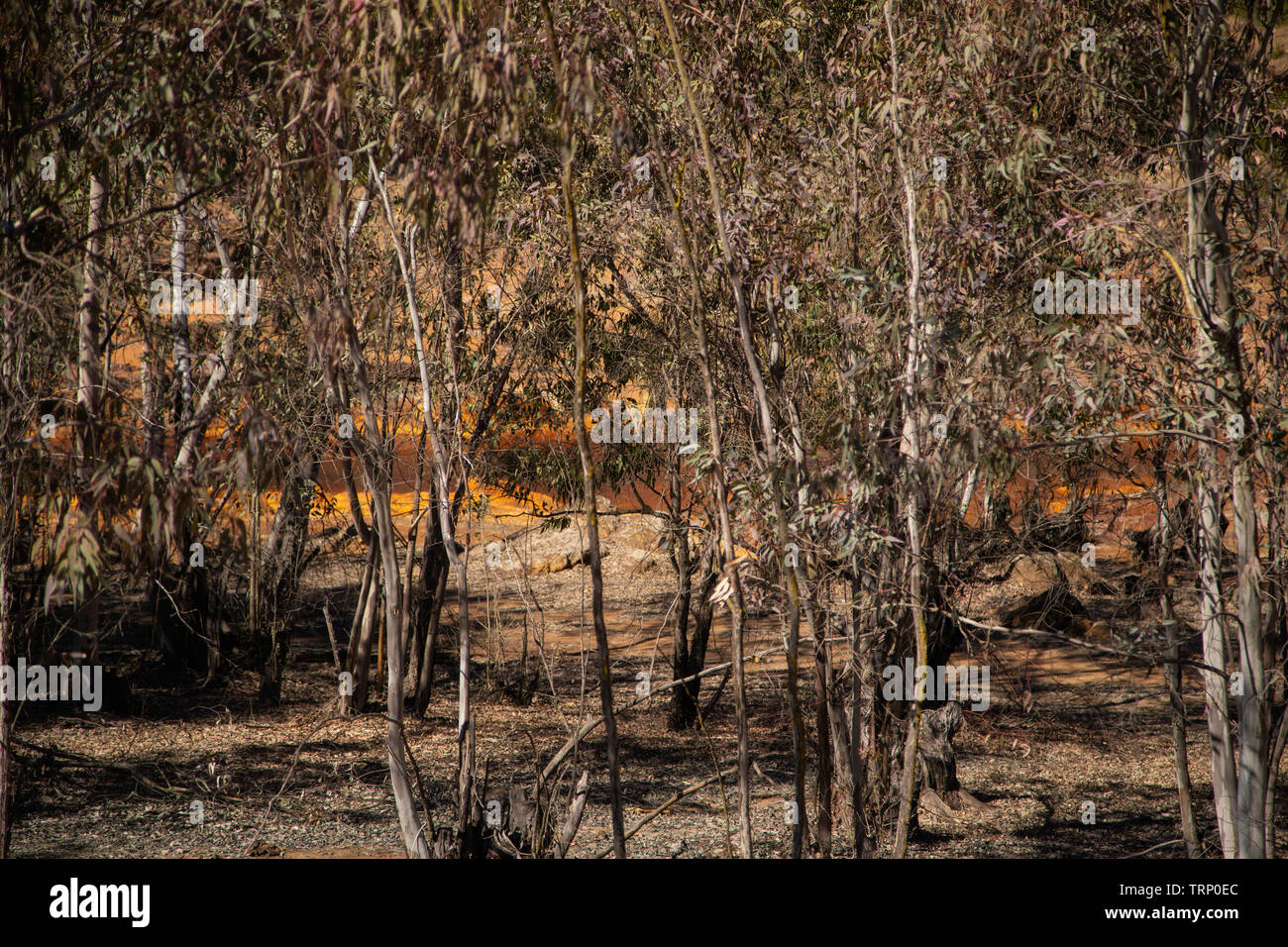 Trees in shallow river no people hi-res stock photography and images ...