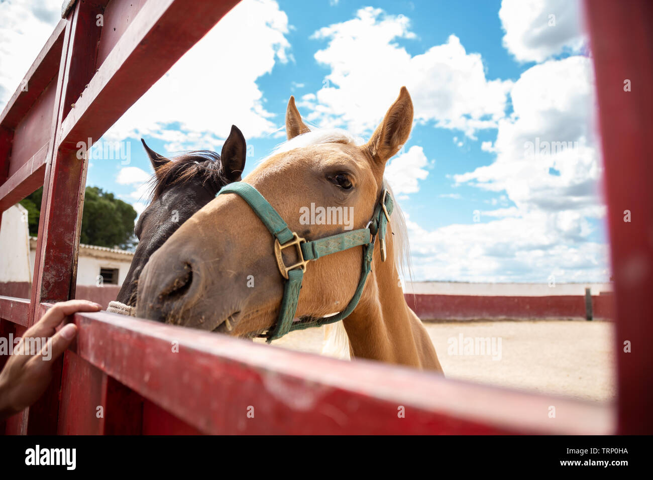 Two small horses sticking their heads out of a fence on the farm Stock ...