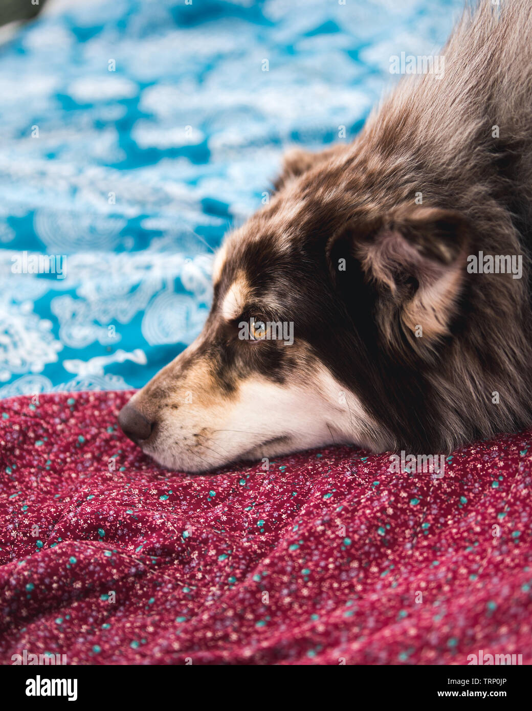 Dog laying on a blanket Stock Photo - Alamy
