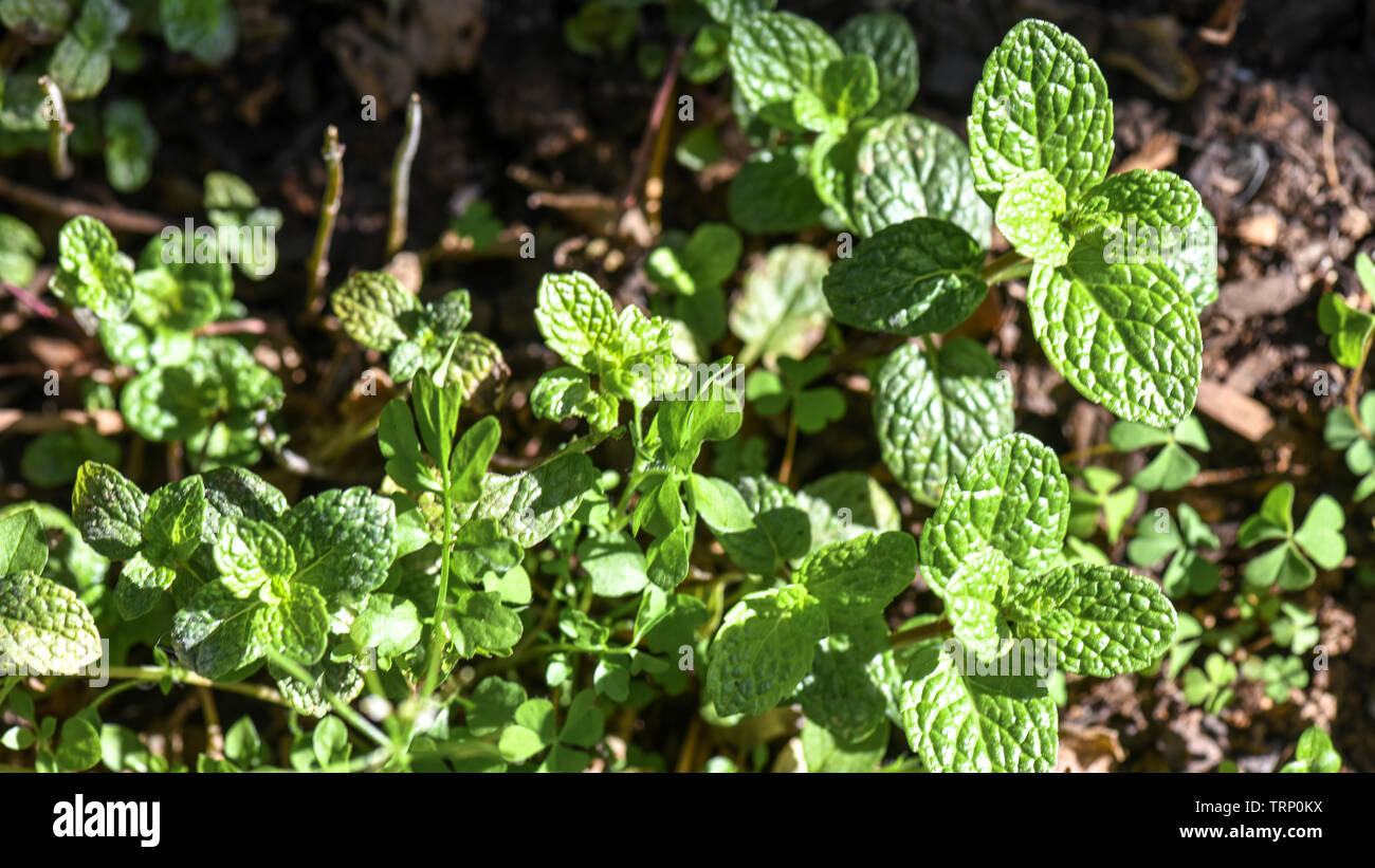 Active growing mint plant hi-res stock photography and images - Alamy