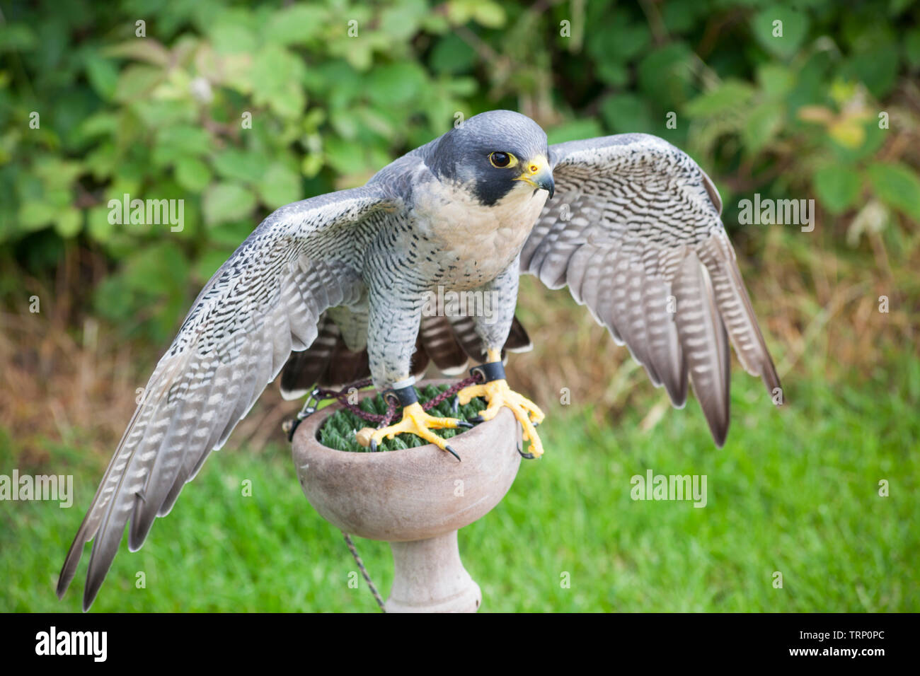 Peregrine falcon - Falco Peregrinus - at Rhu village gala, Argyll ...