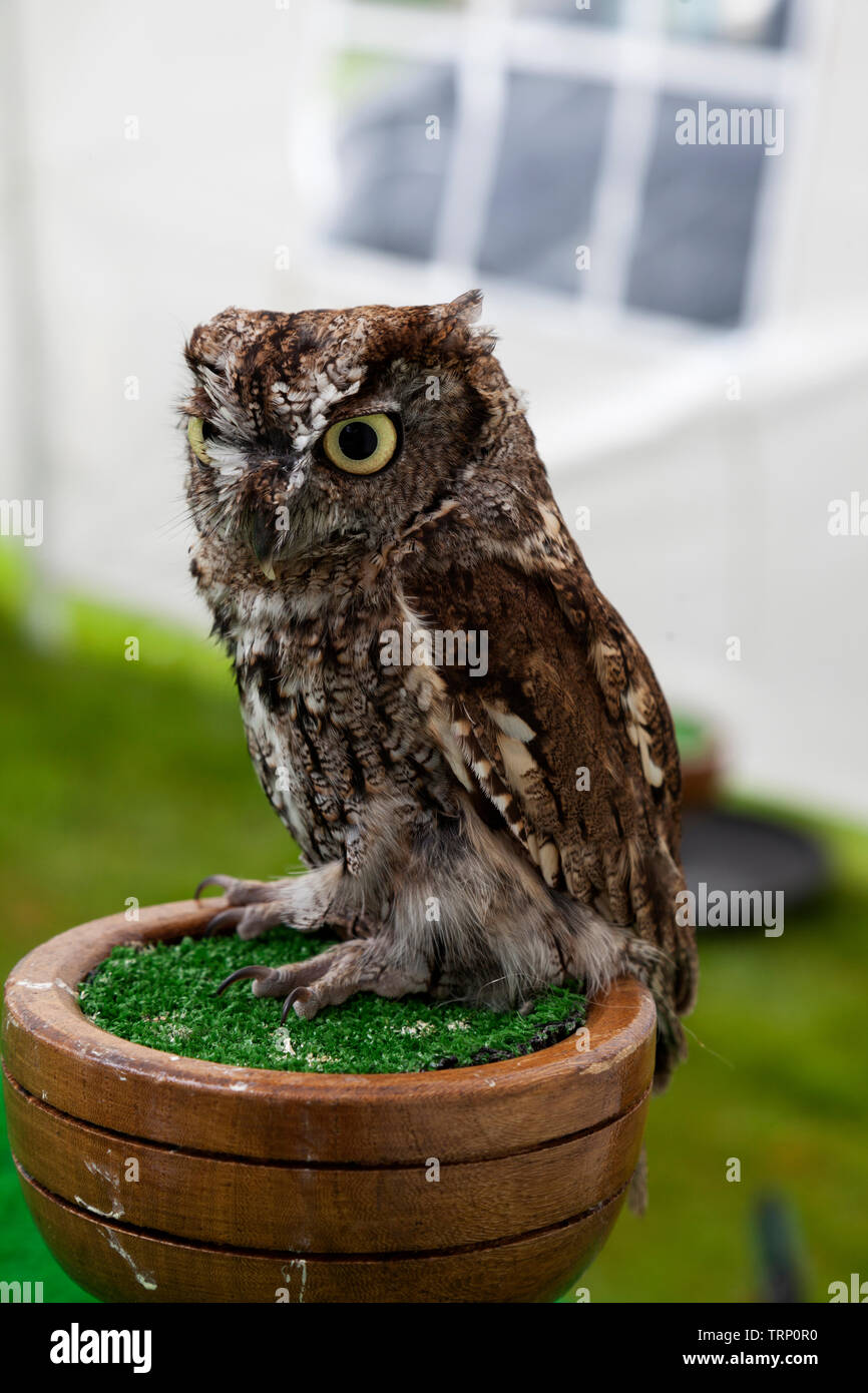 Megascops hi-res stock photography and images - Alamy