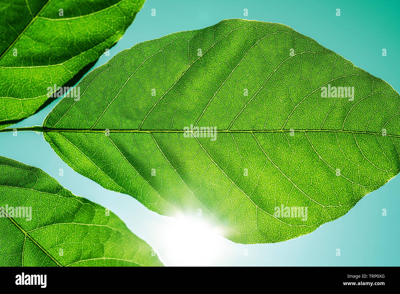 Spring Green Leaves border. Close up Stock Photo - Alamy