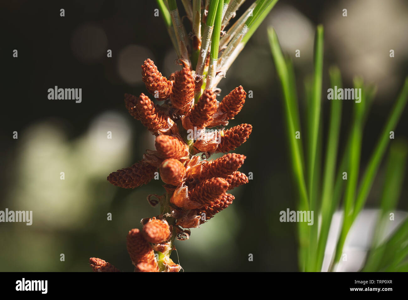 Pine up hi-res stock photography and images - Alamy