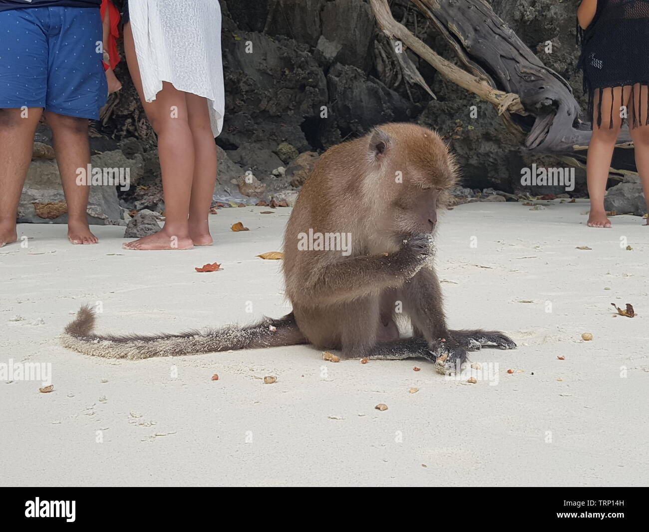 Beautiful Beaches in Thailand (Phi Phi Island, Monkey Beach, Maya Bay ...