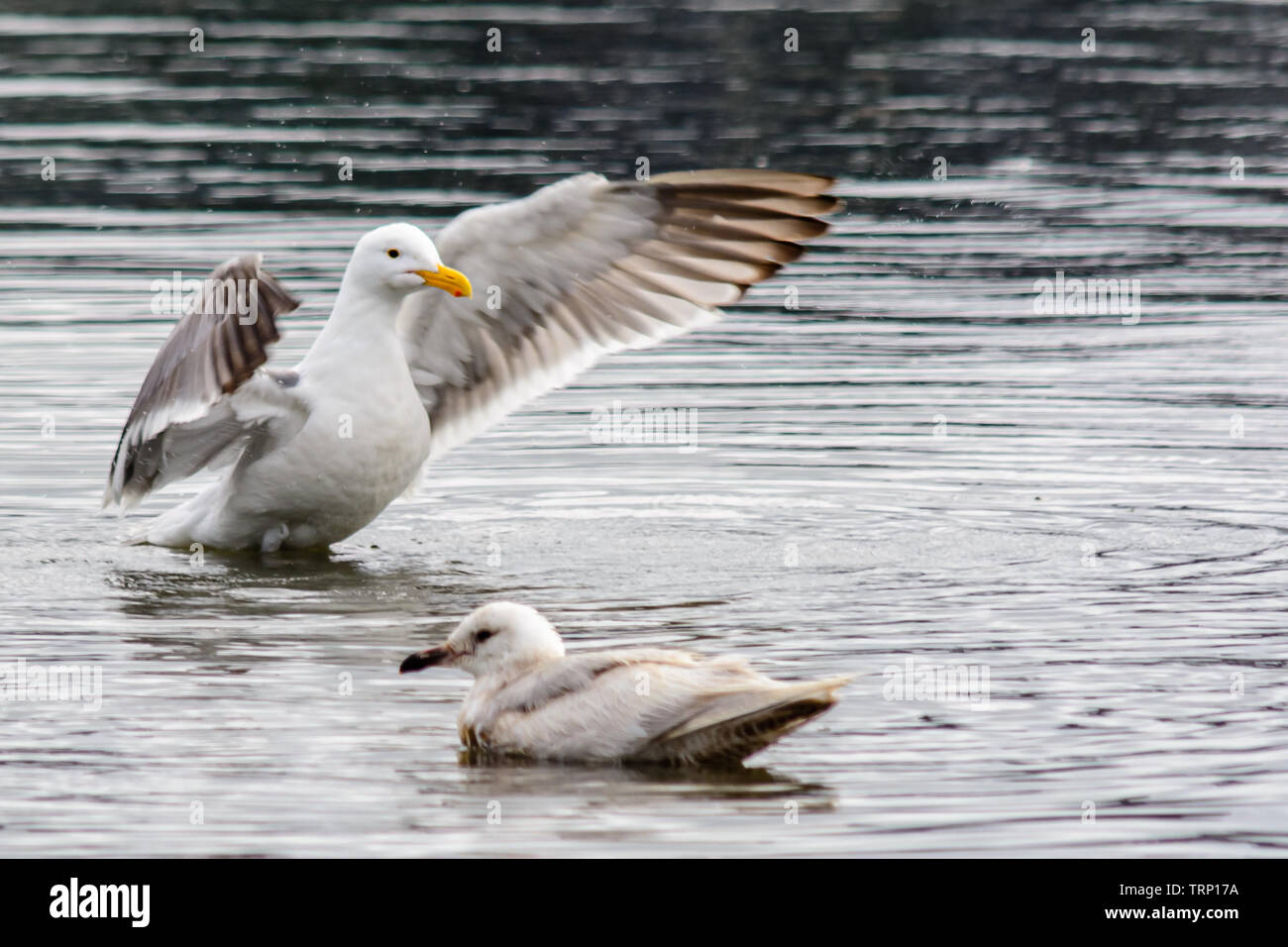 Tail feathers drying hi-res stock photography and images - Alamy