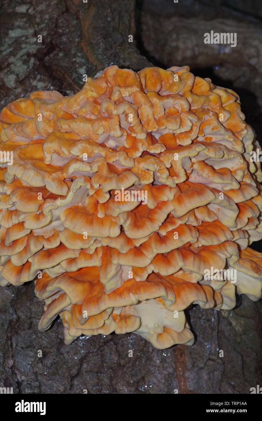 Chicken of the Woods Sulphur Polypore (Laetiporus sulphureus) Parasitic ...