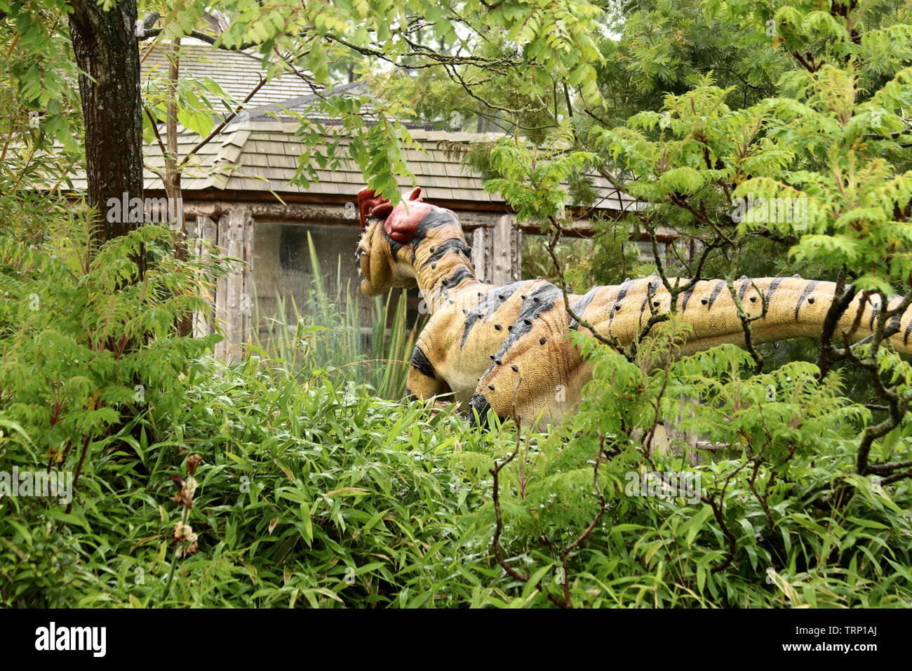 A world first predators exhibition at Chester zoo Stock Photo - Alamy