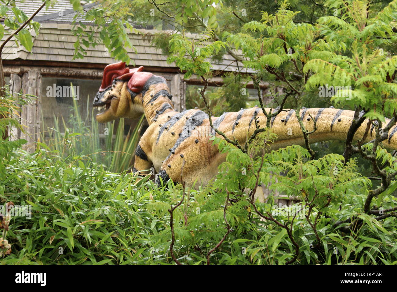 A world first predators exhibition at Chester zoo Stock Photo - Alamy