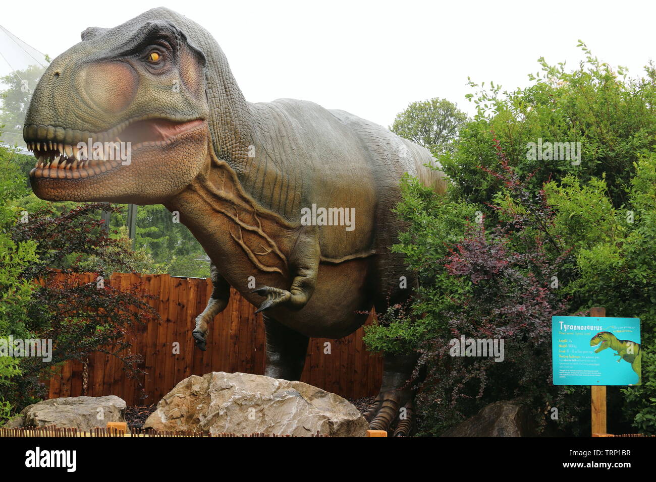 Chester zoo dinosaur exhibition hi-res stock photography and images - Alamy