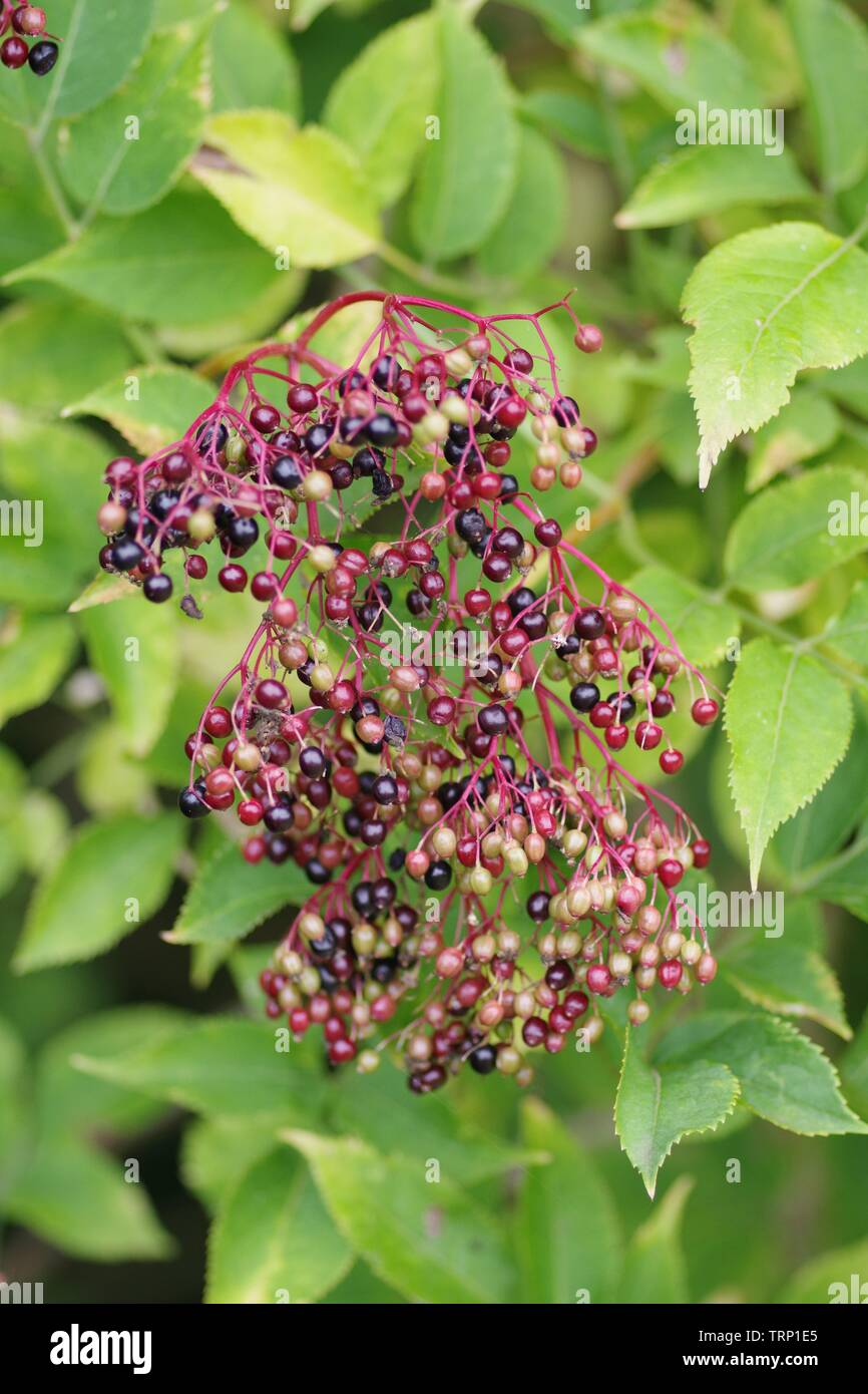 Elder Tree Berries (Sambucus nigra) Ripening in Late Summer. Ludwell ...