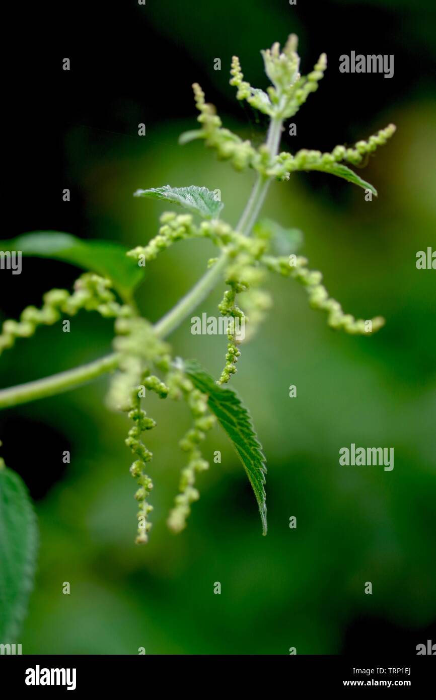 Common Stinging Nettle (Urtica dioica) Close up. On a Summers Day ...