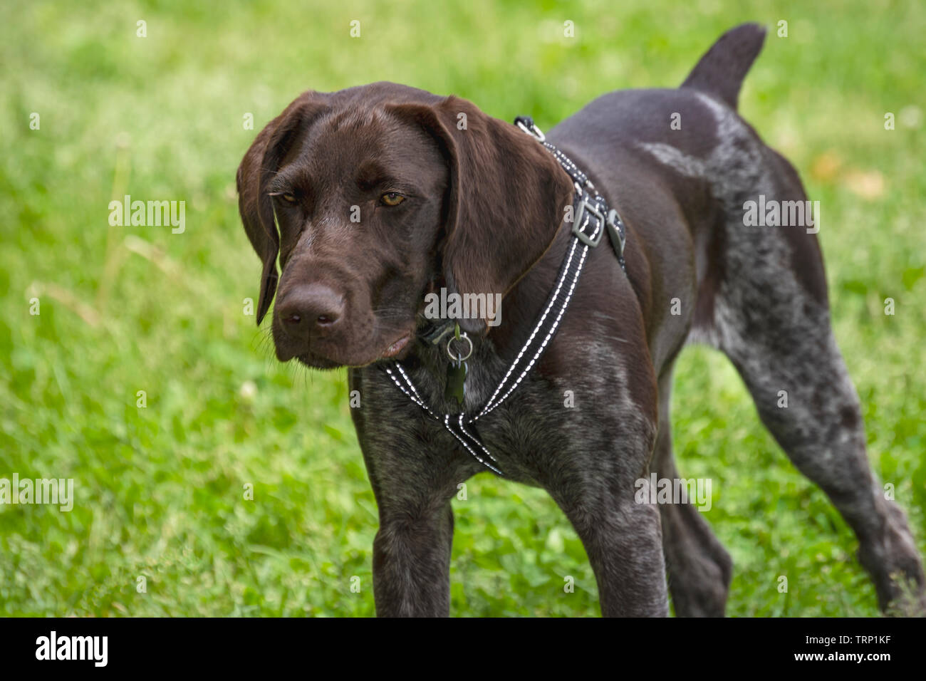 German short hair pointer hi-res stock photography and images - Alamy