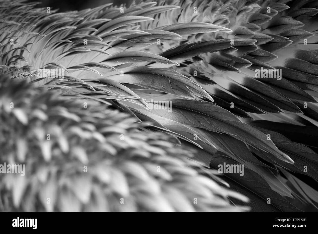 Textured feathers Black and White Stock Photos & Images - Alamy