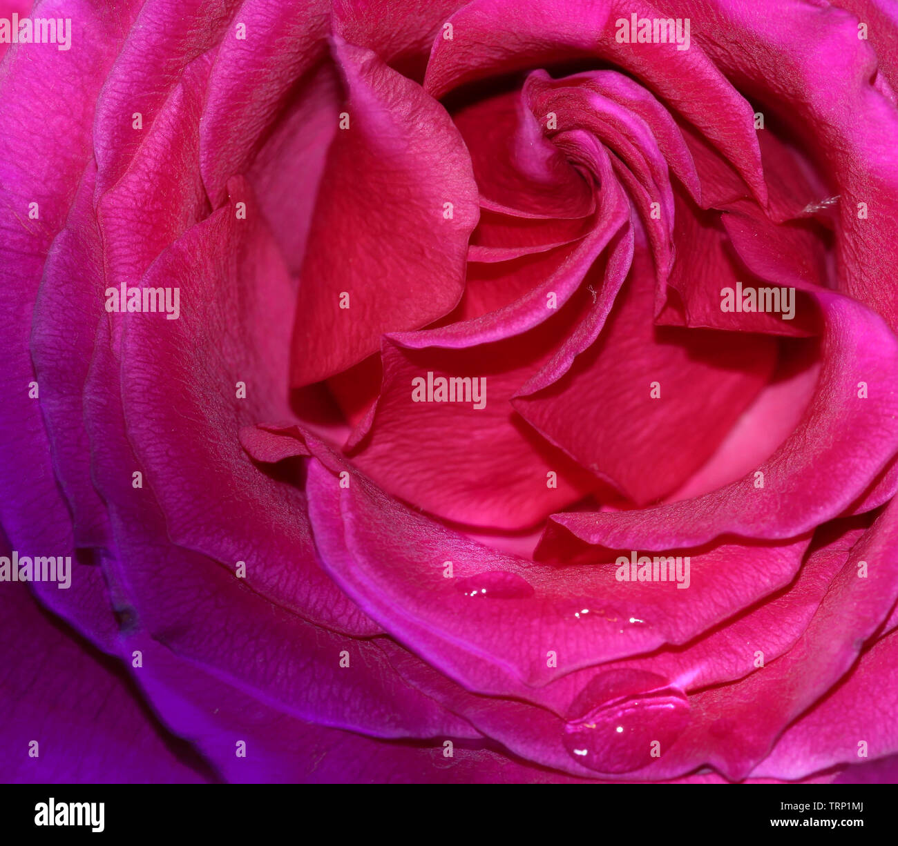 Lush rose hi-res stock photography and images - Alamy