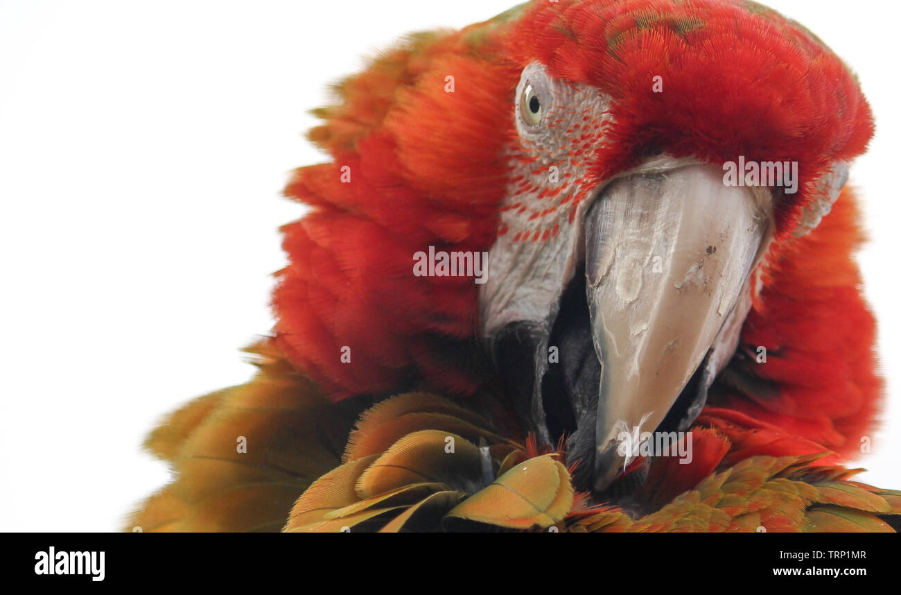 Polly parrot hi-res stock photography and images - Alamy