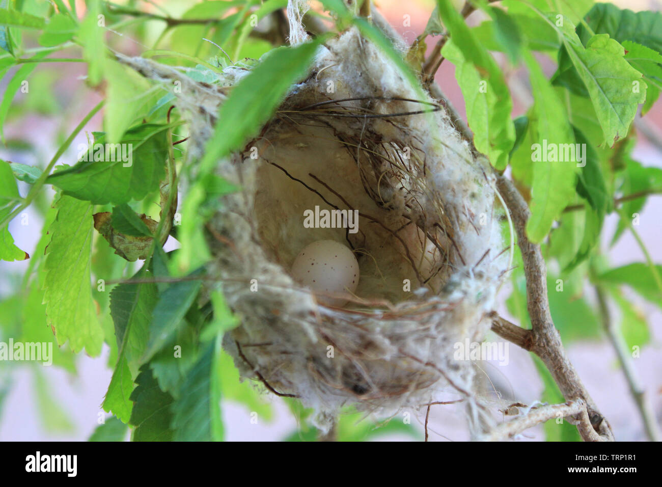 Baby white honeyeater hi-res stock photography and images - Alamy