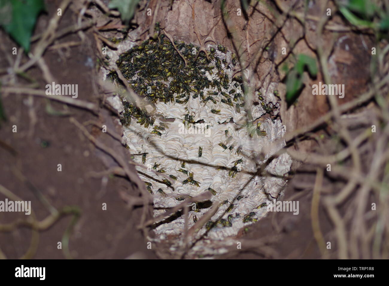 Wasp Nest (Vespula vulgaris) in an Embankment. Ludwell Valley Park ...