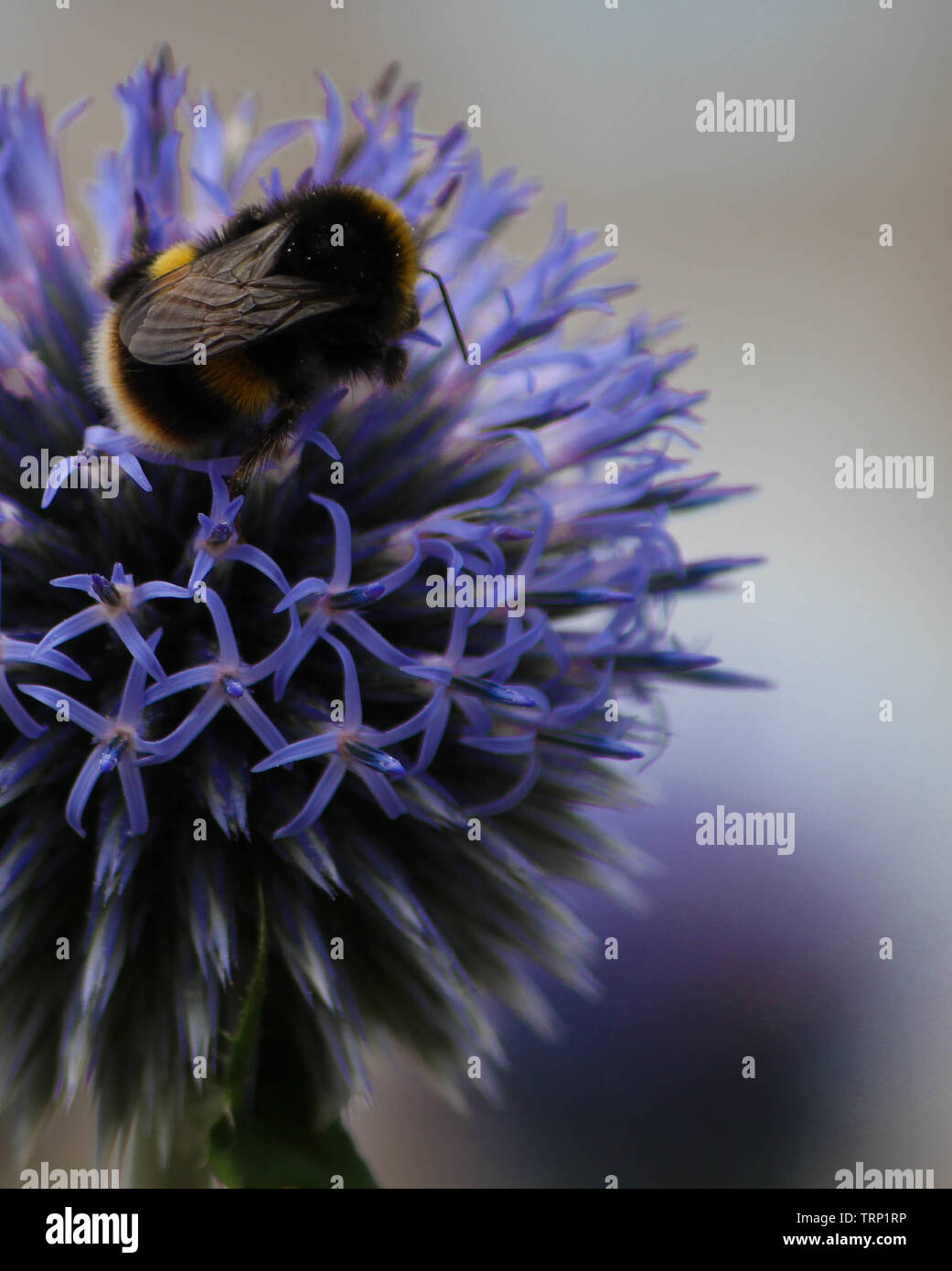 Globe thistle insect hi-res stock photography and images - Alamy