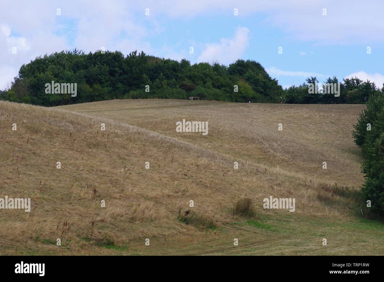Ludwell Valley Park, Dry Summer Grassland. Rolling Farming Landscape ...