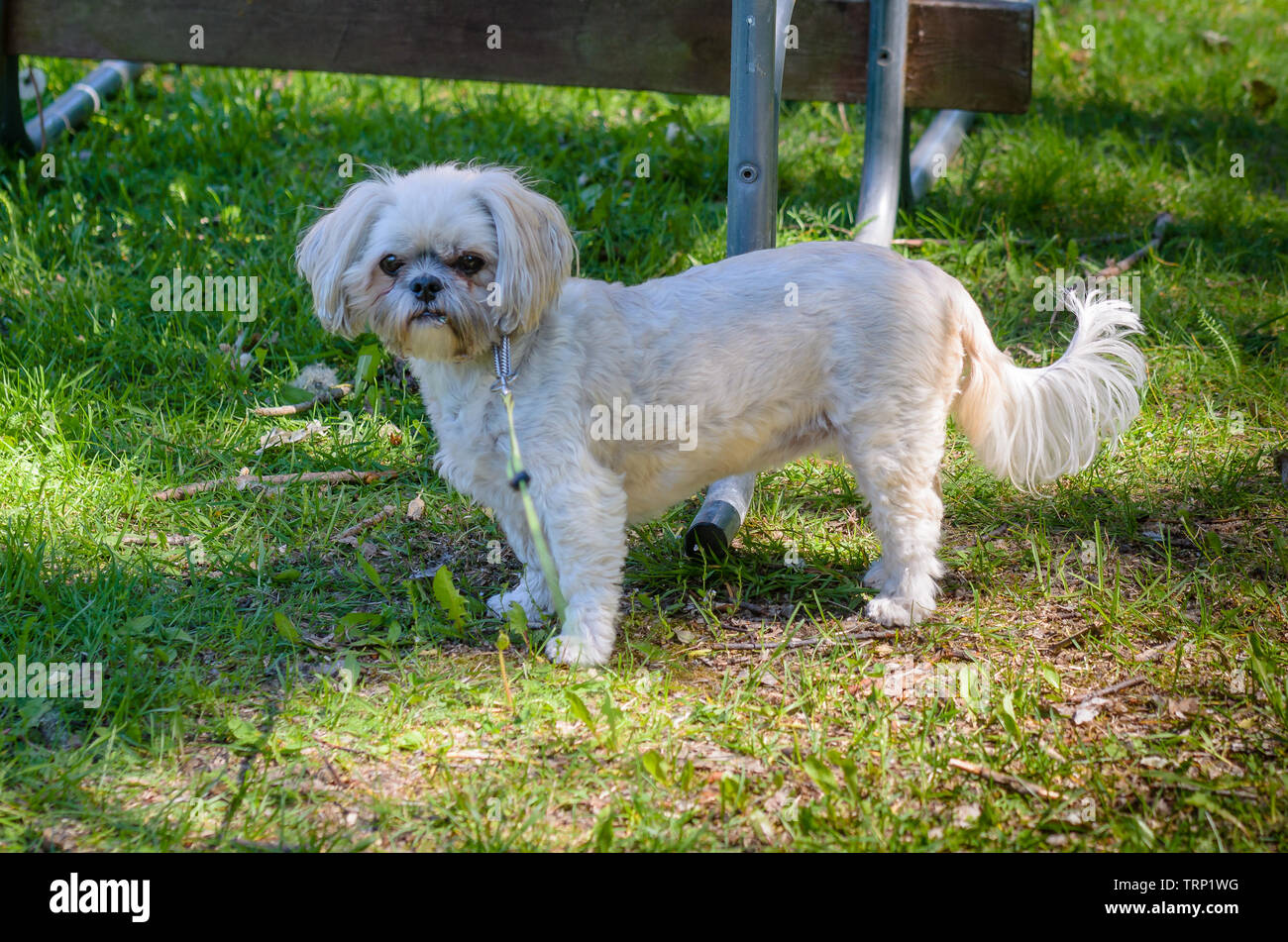 Mimi the shih tzu hi-res stock photography and images - Alamy