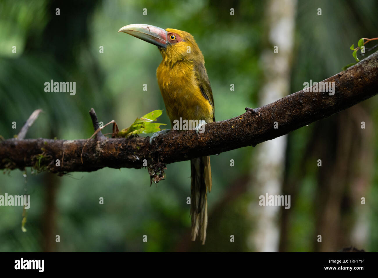 Banana bird hi-res stock photography and images - Alamy