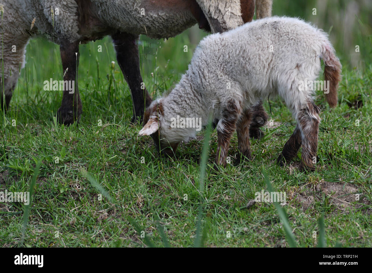 a flock of sheep with head bowed to the ground grazing on the grass ...