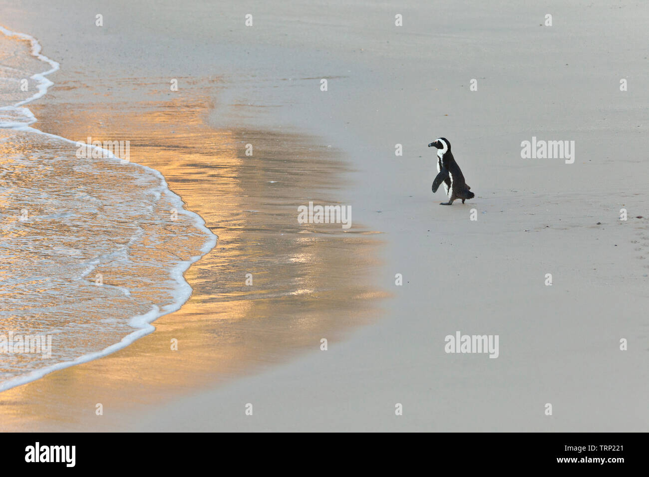 AFRICAN PENGUIN-PINGÜINO DEL CABO (Spheniscus demersus), Boulders Beach ...